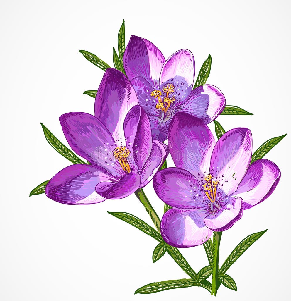 Crocus Stock Illustrations – 11,343 Crocus Stock Illustrations, Vectors ...