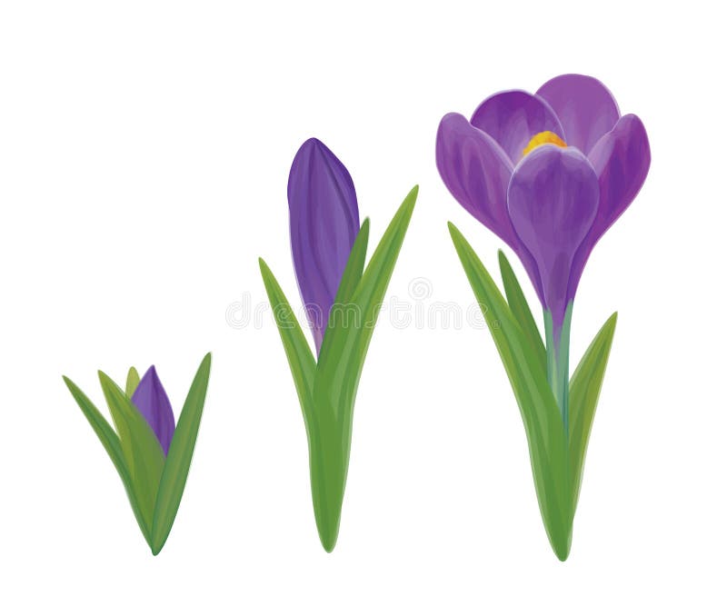 Yellow crocus stock vector. Illustration of floral, isolated - 29076072