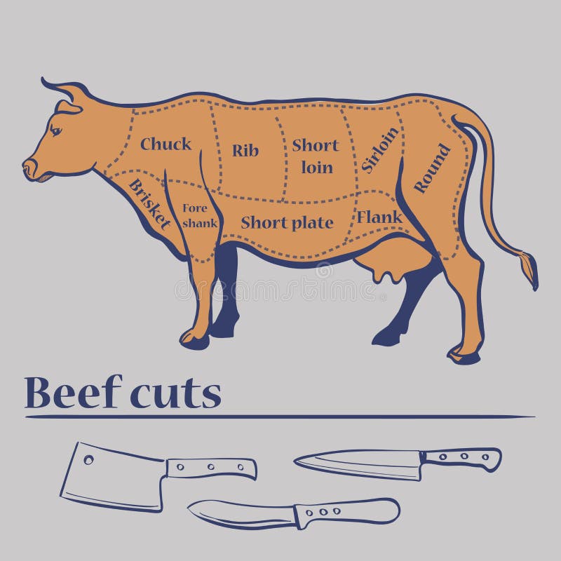 Vector cuts of cow stock vector. Illustration of brisket - 60326603