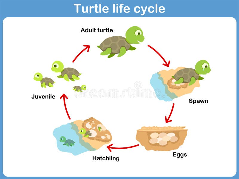 Vector Cycle of Turtle for Kids Stock Vector - Illustration of botany ...