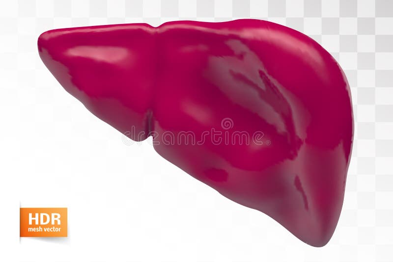 Vector 3d Human Liver Isolated on White Background Stock Vector ...