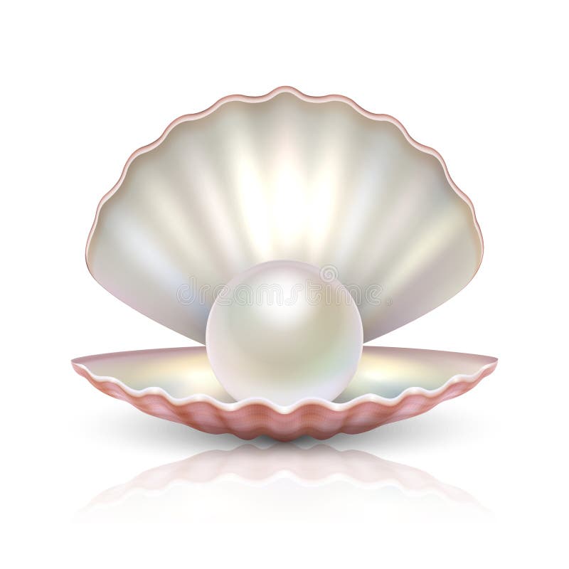 Closeup of Pearl and Shell Vector Illustration Stock Vector ...