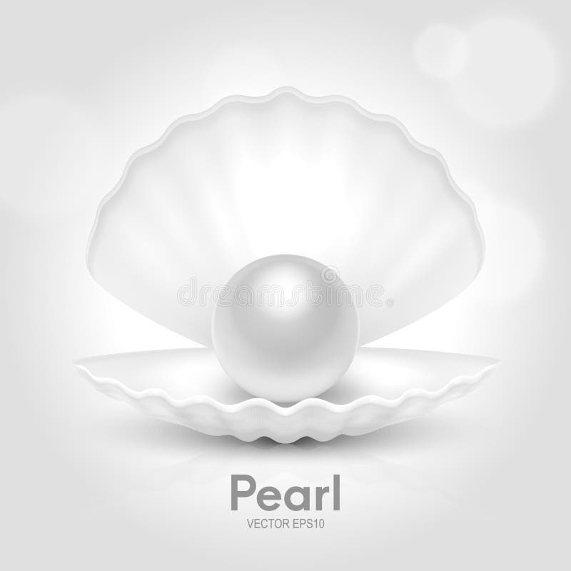 Vector 3d Realistic Beautiful Natural Opened White Pearl Shell with ...