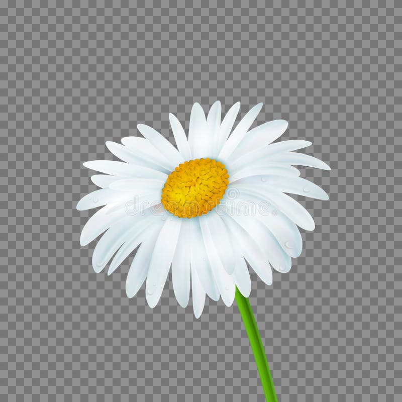 Vector daisy stock vector. Illustration of flora, detail - 95550602