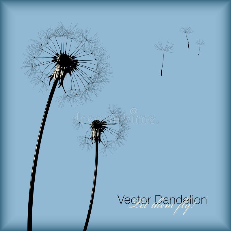 Dandelion vector stock vector. Illustration of black, growth - 5007969