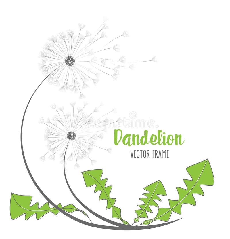 Vector dandelion flower stock vector. Illustration of light - 83793742