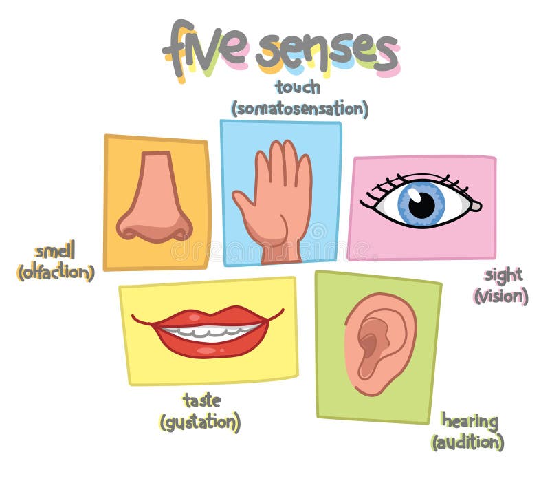 Fslovenglish Los 5 Sentidos The Five Senses