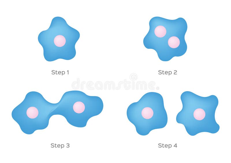 Vector De Fisión Binaria Sobre Fondo Blanco Ilustración del Vector ...