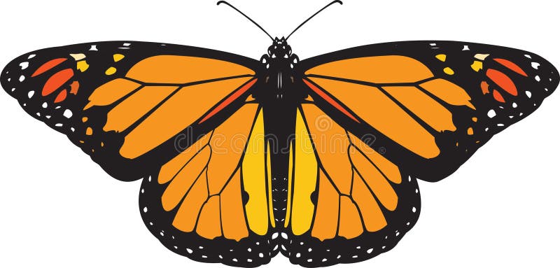 Vector De La Mariposa De Monarca Ilustración del Vector - Ilustración ...