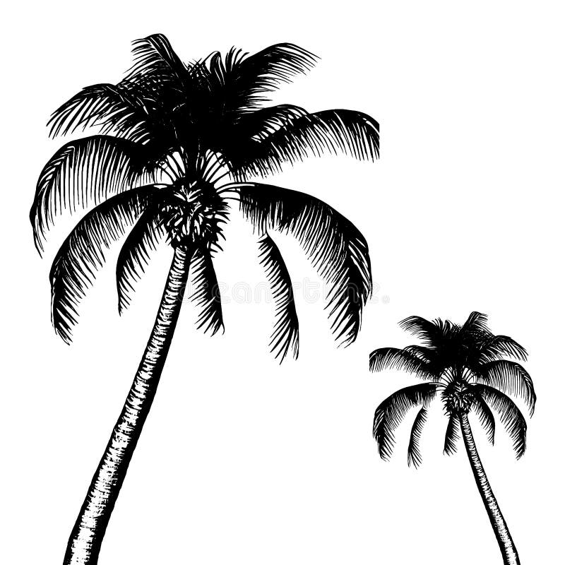 Vector De Palma Dibujado a Mano Ilustración del Vector - Ilustración de ...
