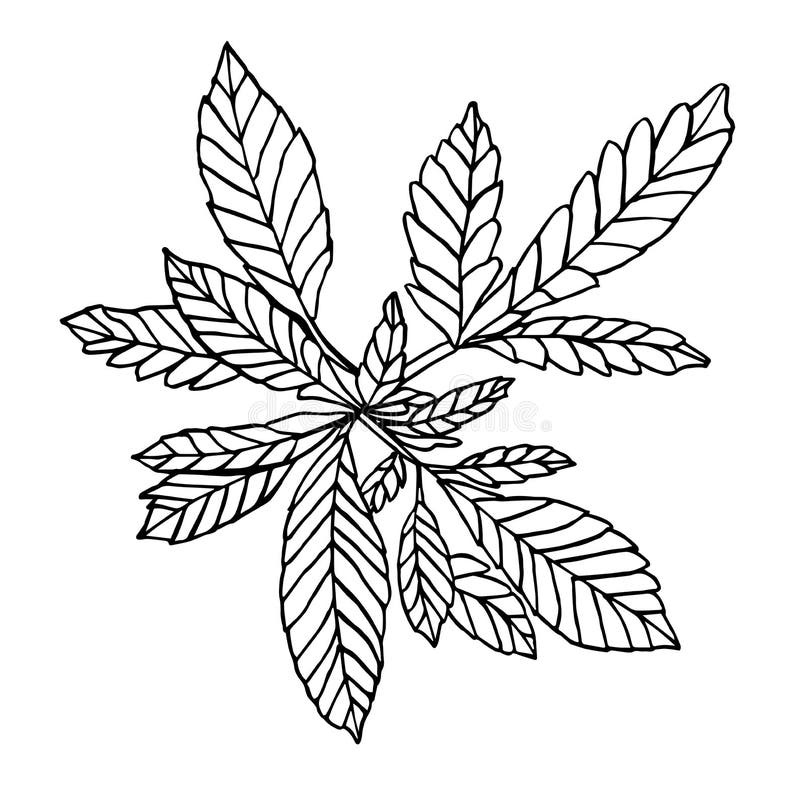 Hemp white background stock vector. Illustration of leaves - 15507319