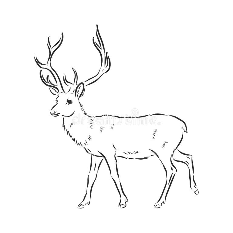 Vector - Deer - Hand Draw , Isolated on Background Stock Vector ...