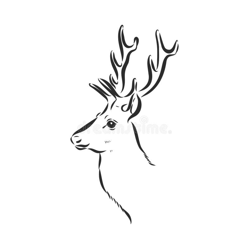Vector - Deer - Hand Draw , Isolated on Background Stock Vector ...