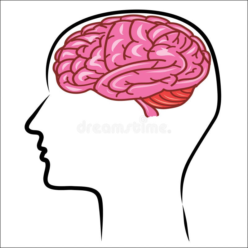 Vector del cerebro humano ilustración del vector. Ilustración de idea ...