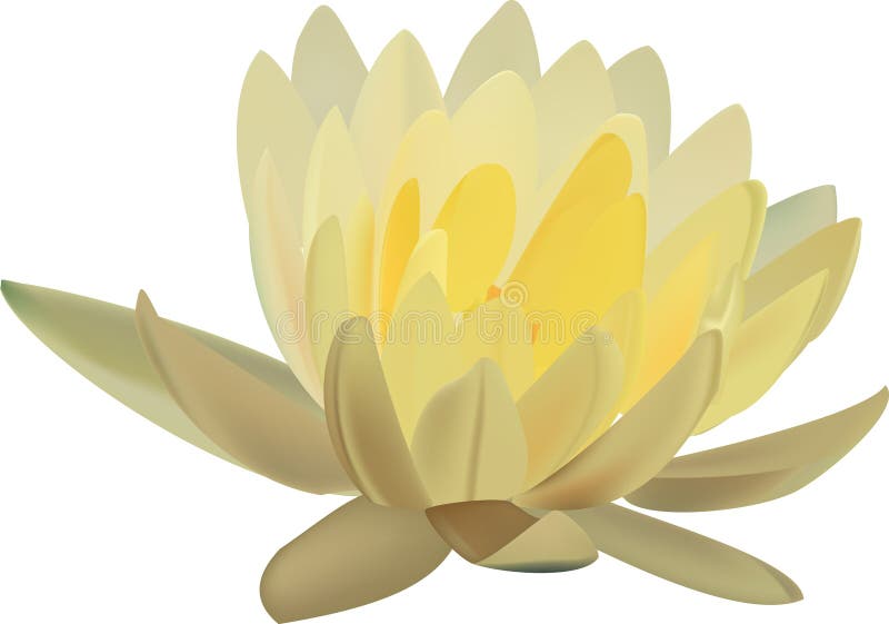 Vector del loto ilustración del vector. Ilustración de limpio - 8158277