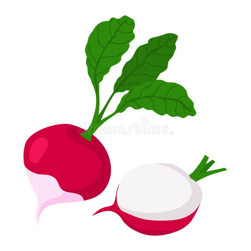 Vector Del Nabo Ejemplo Fresco Del Nabo Ilustración del Vector ...