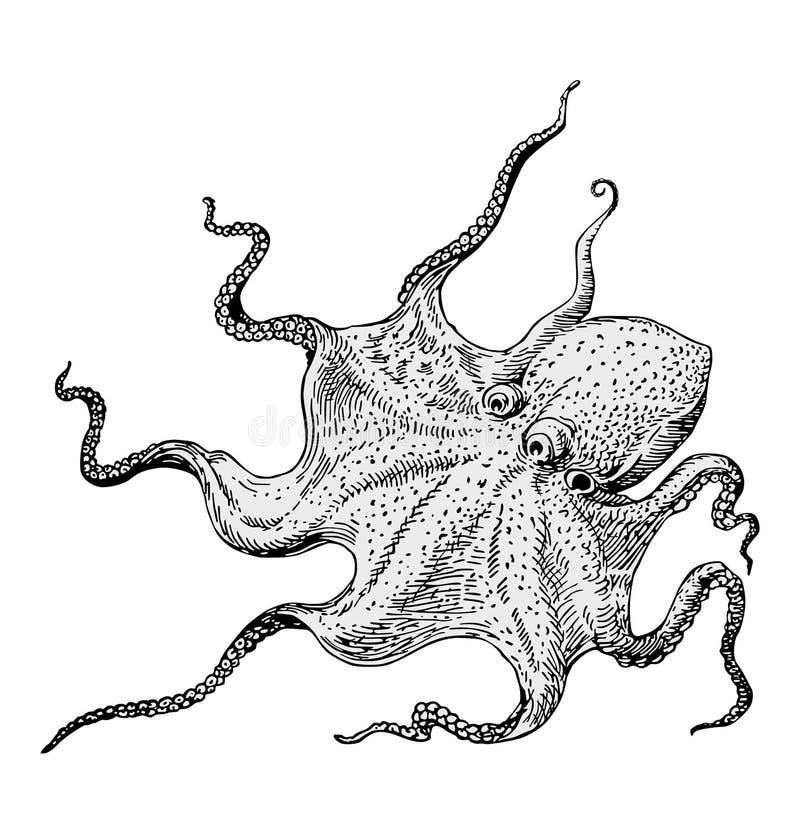 Pulpo, tatuaje ilustración del vector. Ilustración de ocular - 15305910