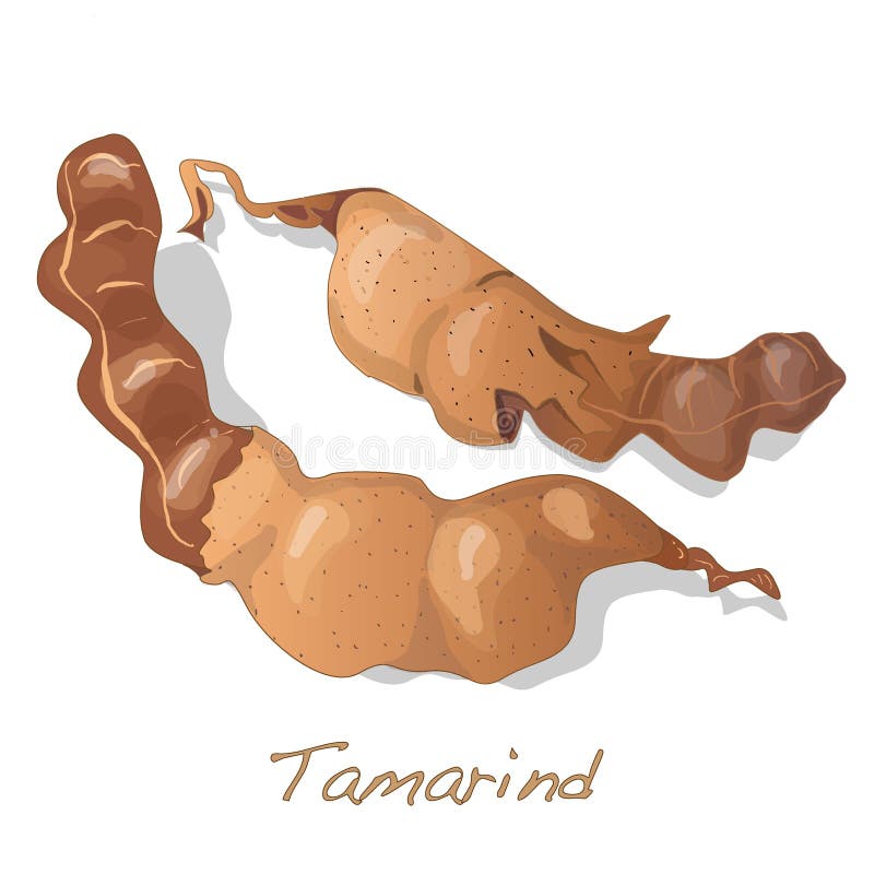 Tamarindo Ilustraciones Stock, Vectores, Y Clipart – (2,013 ...
