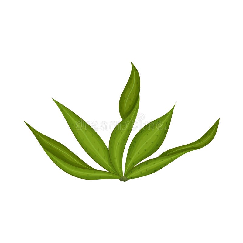 Vector Design of Algae and Healthy Logo. Collection of Algae and ...