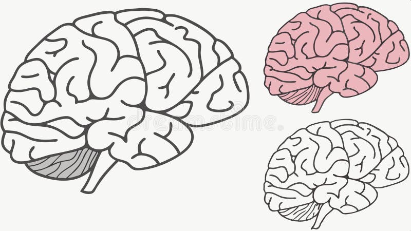 Brain Top View, Vector Design Anatomical Illustration Graphic. Vector ...