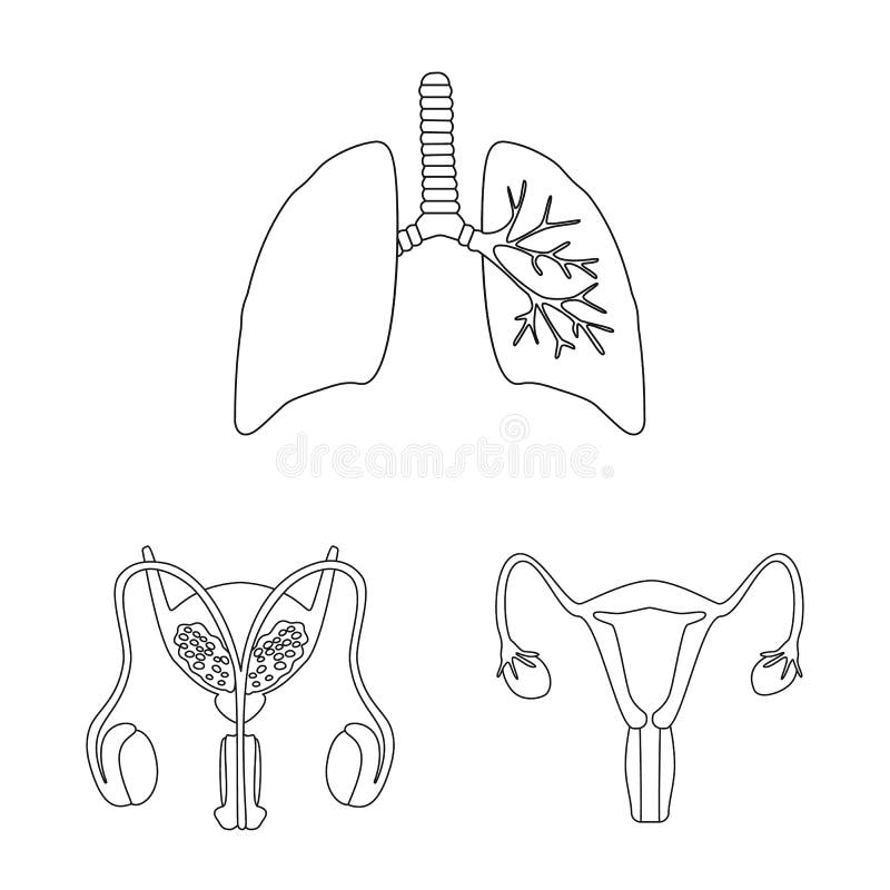 Isolated Object of Anatomy and Organ Logo. Collection of Anatomy and ... Isolated Object of Anatomy and Organ Logo. Collection of Anatomy and ...