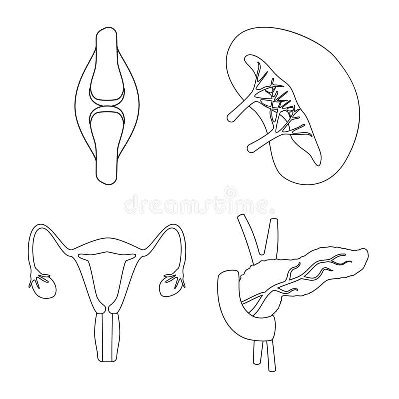 Isolated Object of Anatomy and Organ Sign. Collection of Anatomy and ... Isolated Object of Anatomy and Organ Sign. Collection of Anatomy and ...