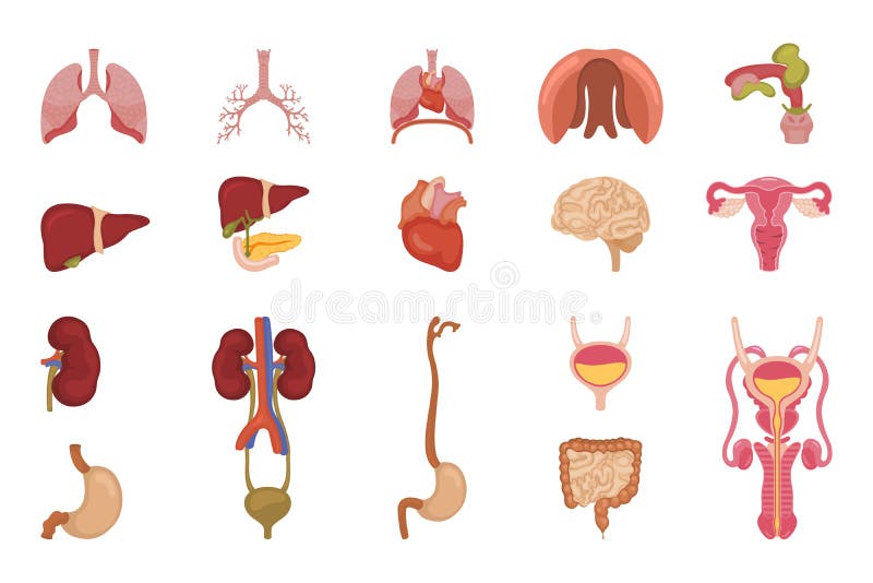 Vector Design of Body and Human Symbol. Set of Body and Medical Stock ...