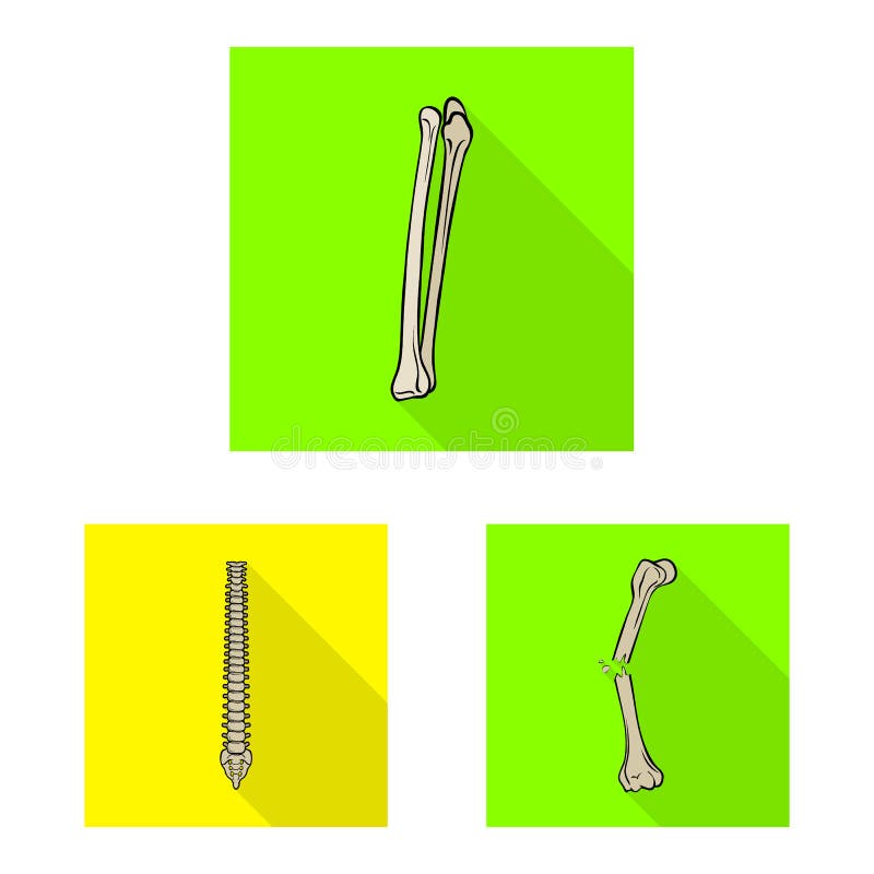 Vector Design of Bone and Skeleton Icon. Collection of Bone and Human ...
