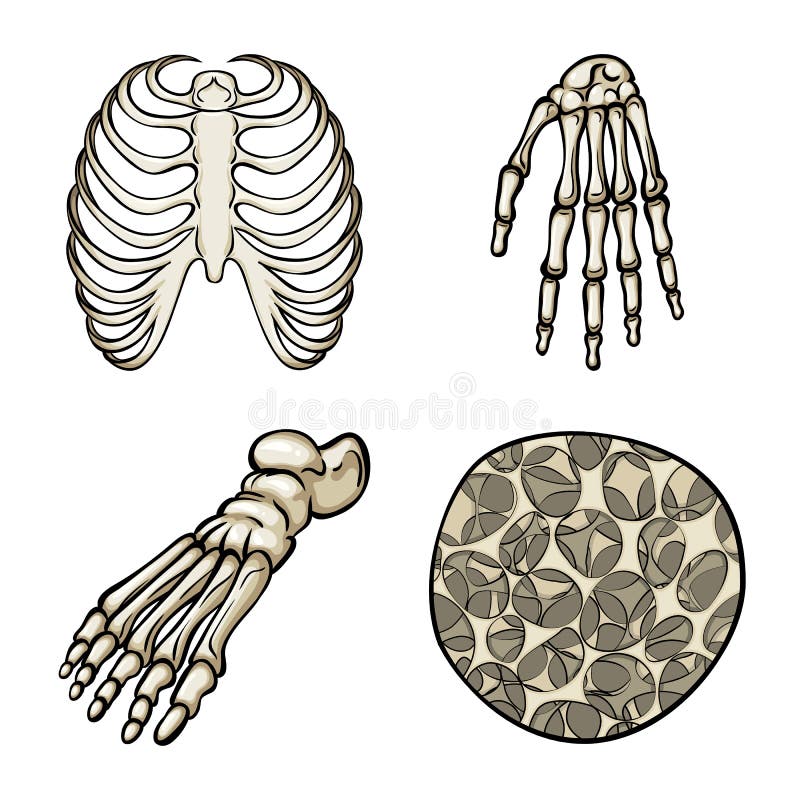 Isolated Object of Bone and Skeleton Symbol. Set of Bone and Human ...