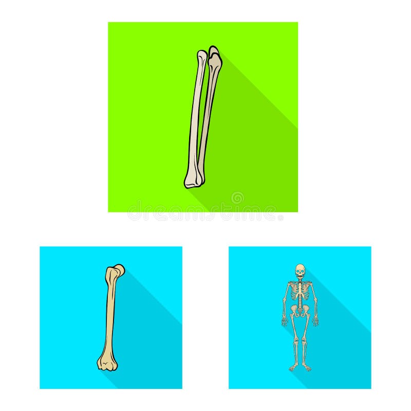Isolated Object of Bone and Skeleton Icon. Set of Bone and Human Stock ...