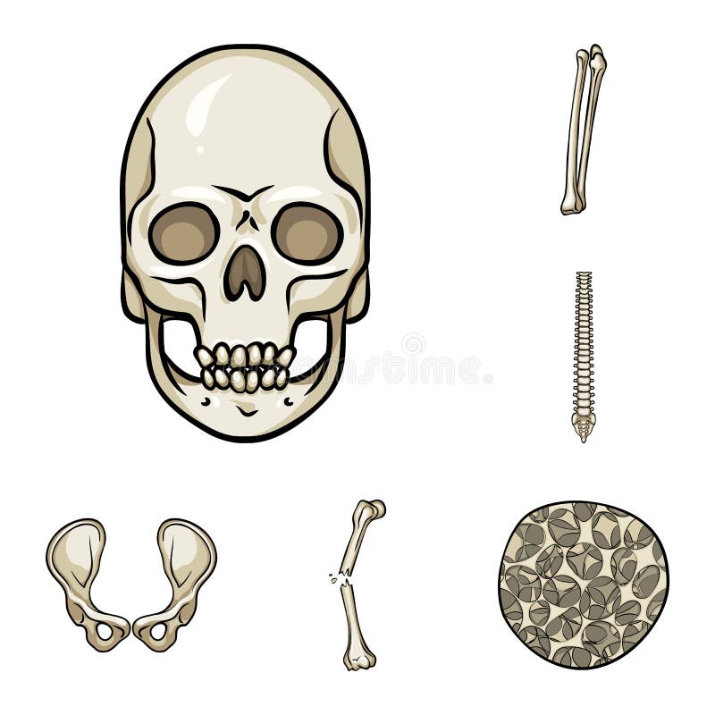 Isolated Object of Bone and Skeleton Icon. Set of Bone and Human Stock ...