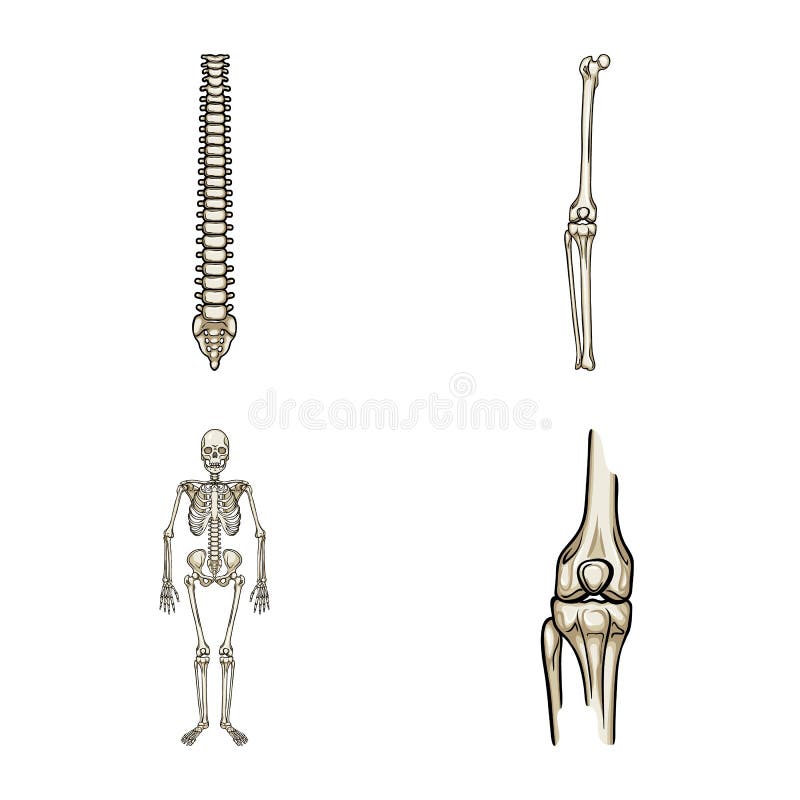 Isolated Object of Bone and Skeleton Icon. Collection of Bone and Human ...