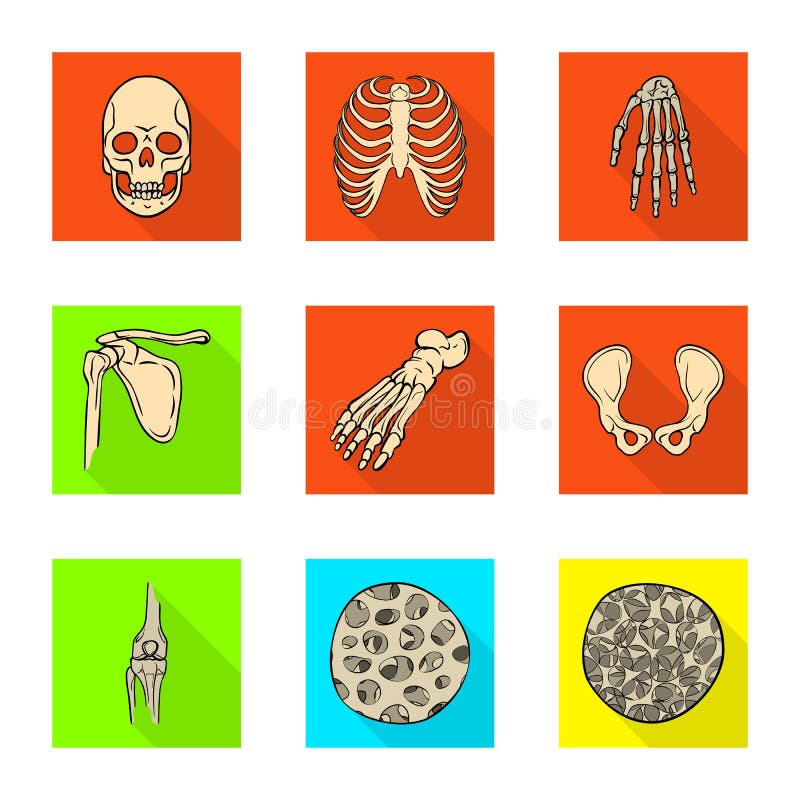 Isolated Object of Bone and Skeleton Icon. Collection of Bone and Human ...
