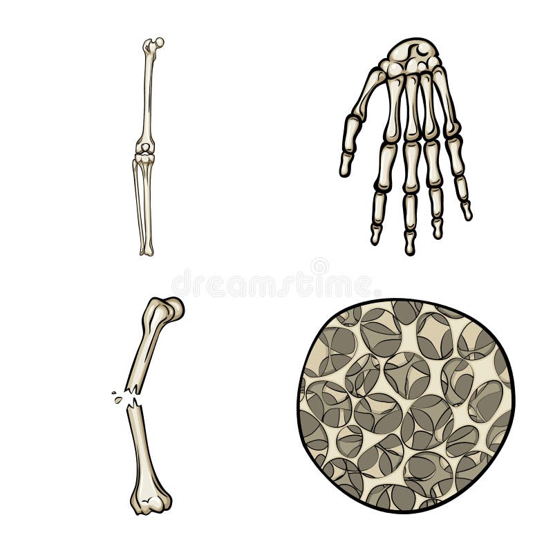 Isolated Object of Bone and Skeleton Icon. Collection of Bone and Human ...