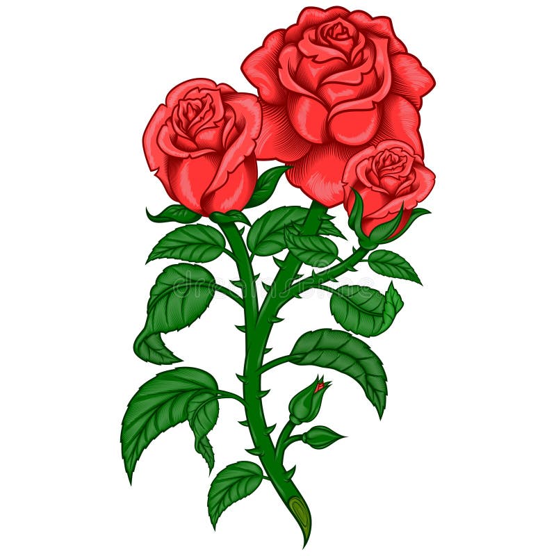 Vector Design of a Bouquet of Roses, with Leaves Stem and Thorns Stock ...