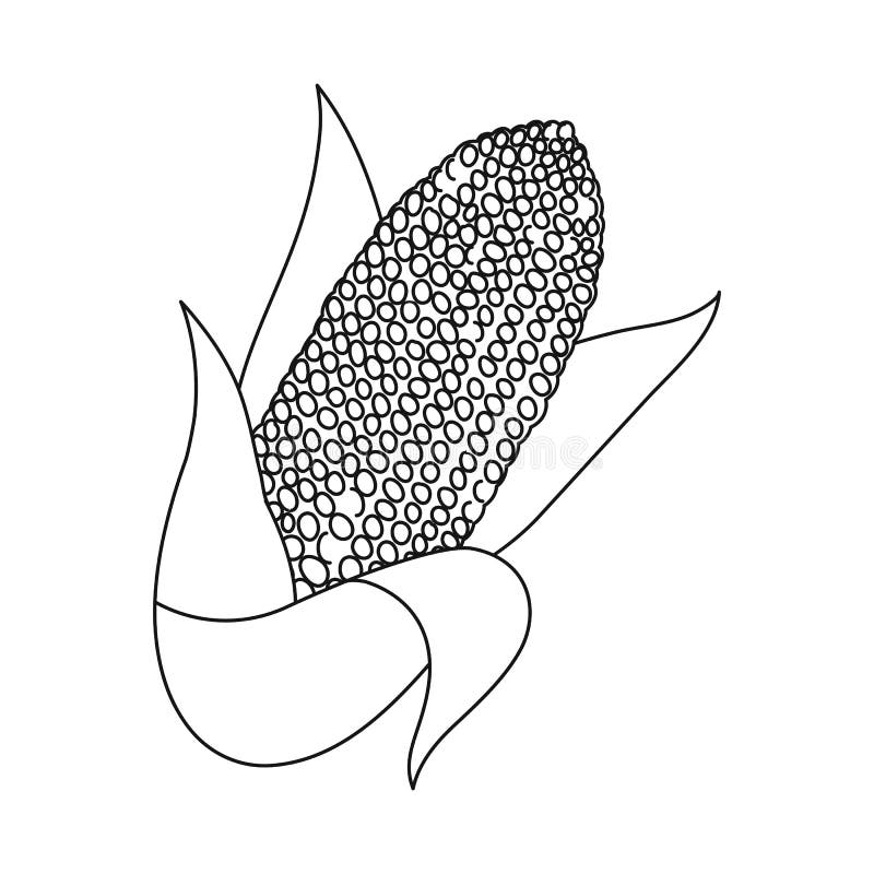 Vector Design of Cob and Maize Symbol. Collection of Cob and Popcorn ...