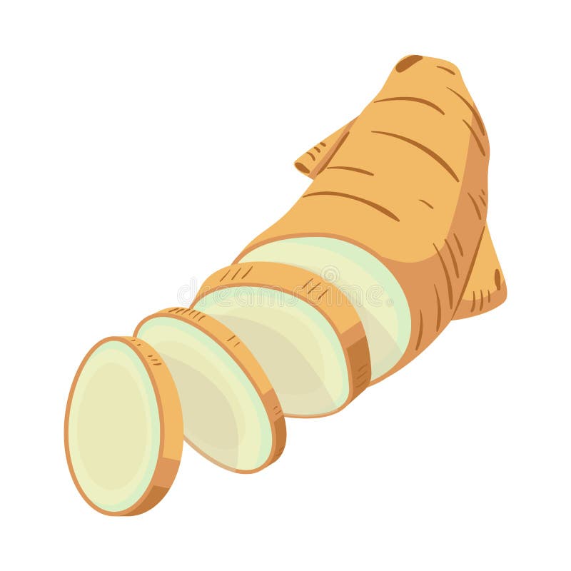 Vector Design of Ginger and Root Icon. Set of Ginger and Slice Vector ...