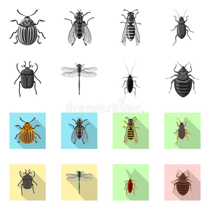Vector Design of Insect and Fly Symbol. Collection of Insect and ...