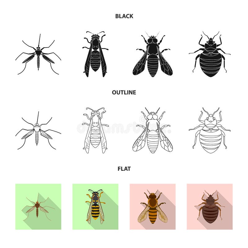 Isolated Object of Insect and Fly Icon. Collection of Insect and ...