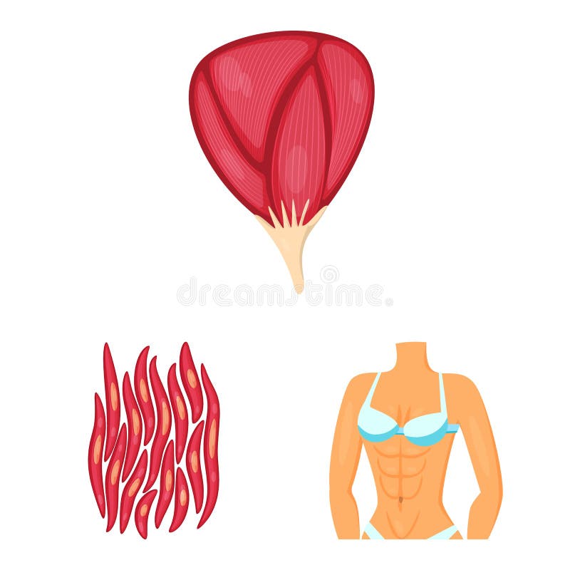 Isolated Object of Muscle and Cells Sign. Set of Muscle and Anatomy ... Isolated Object of Muscle and Cells Sign. Set of Muscle and Anatomy ...