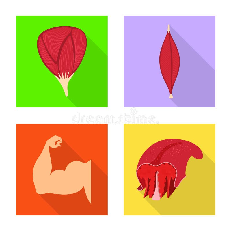Vector Design of Muscle and Cells Symbol. Set of Muscle and Anatomy ... Vector Design of Muscle and Cells Symbol. Set of Muscle and Anatomy ...