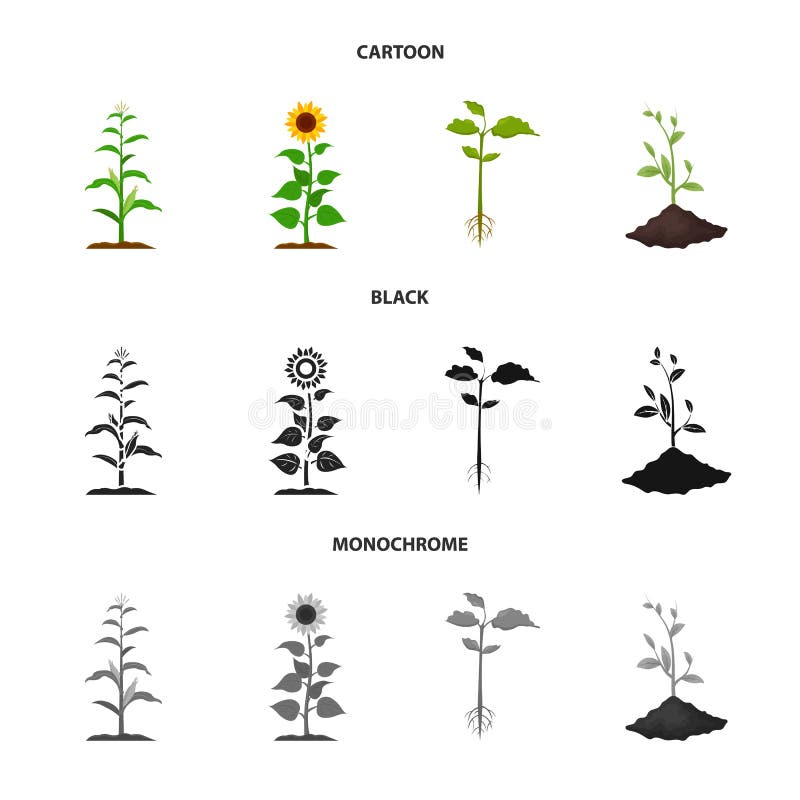 Vector Design of Plant and Bean Icon. Set of Plant and Process Vector ...