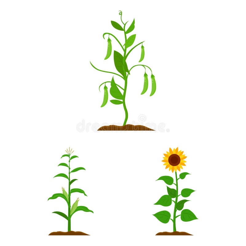 Isolated Object of Plant and Bean Logo. Collection of Plant and Process ...