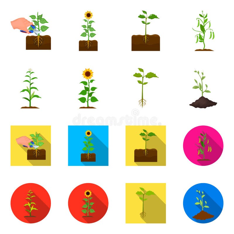 Isolated Object of Plant and Bean Sign. Set of Plant and Process Stock ...