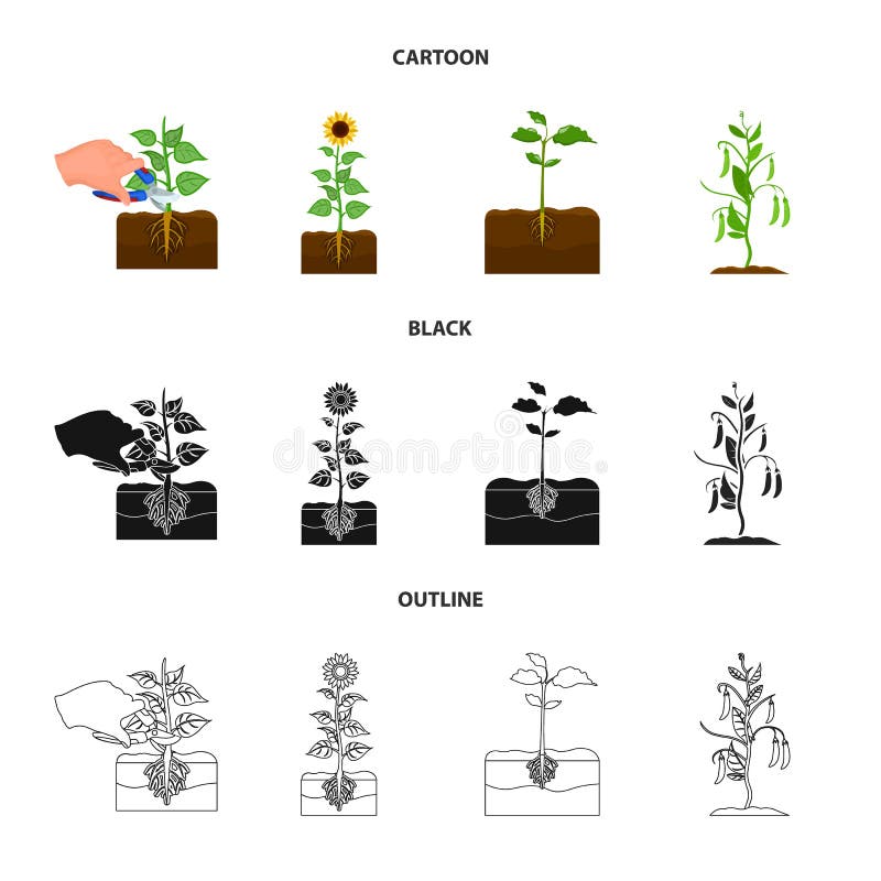 Isolated Object of Plant and Bean Sign. Collection of Plant and Process ...