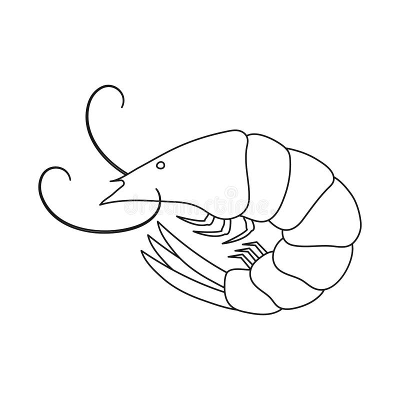 Isolated Object of Prawn and Raw Symbol. Collection of Prawn and Cooked ...