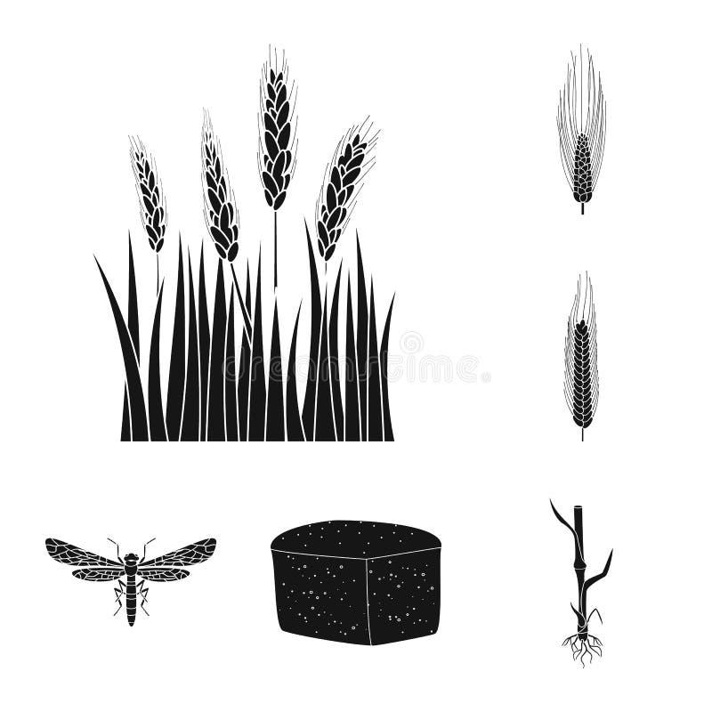 Vector Design of Rye and Plant Icon. Collection of Rye and Corn Vector ...