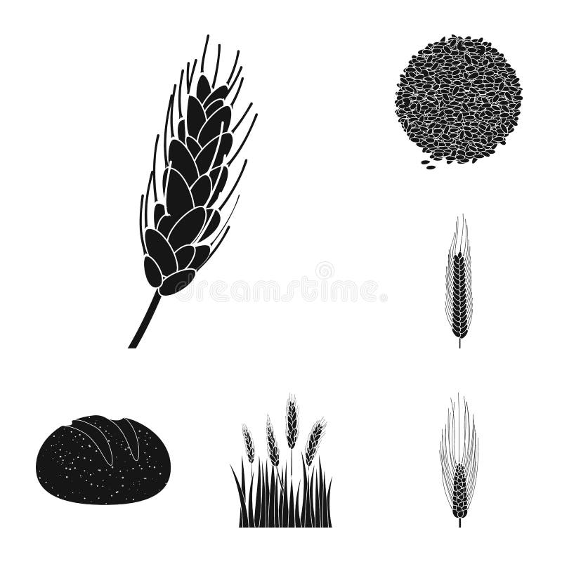 Vector Design of Rye and Plant Icon. Set of Rye and Corn Stock Vector ...