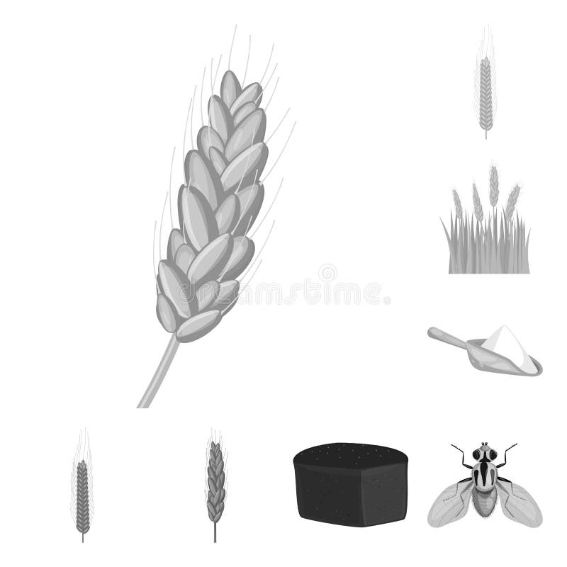 Vector Design of Rye and Plant Icon. Set of Rye and Corn Stock Vector ...
