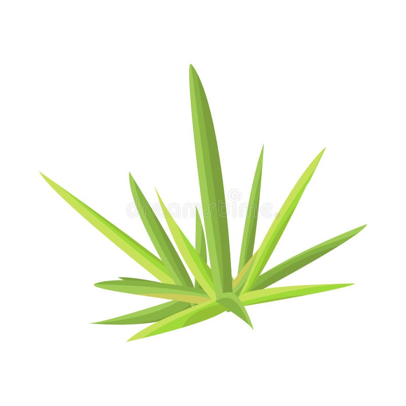 Isolated Object of Shrubs and Bush Icon. Collection of Shrubs and Stem ...